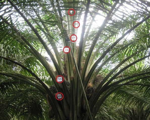 Sustainable Oil Palm Farming / Leaf sampling - Akvopedia