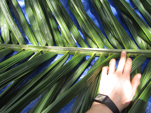 Sustainable Oil Palm Farming / Leaf sampling - Akvopedia