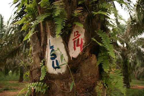 Sustainable Oil Palm Farming / Palm marking and leaf sampling - Akvopedia