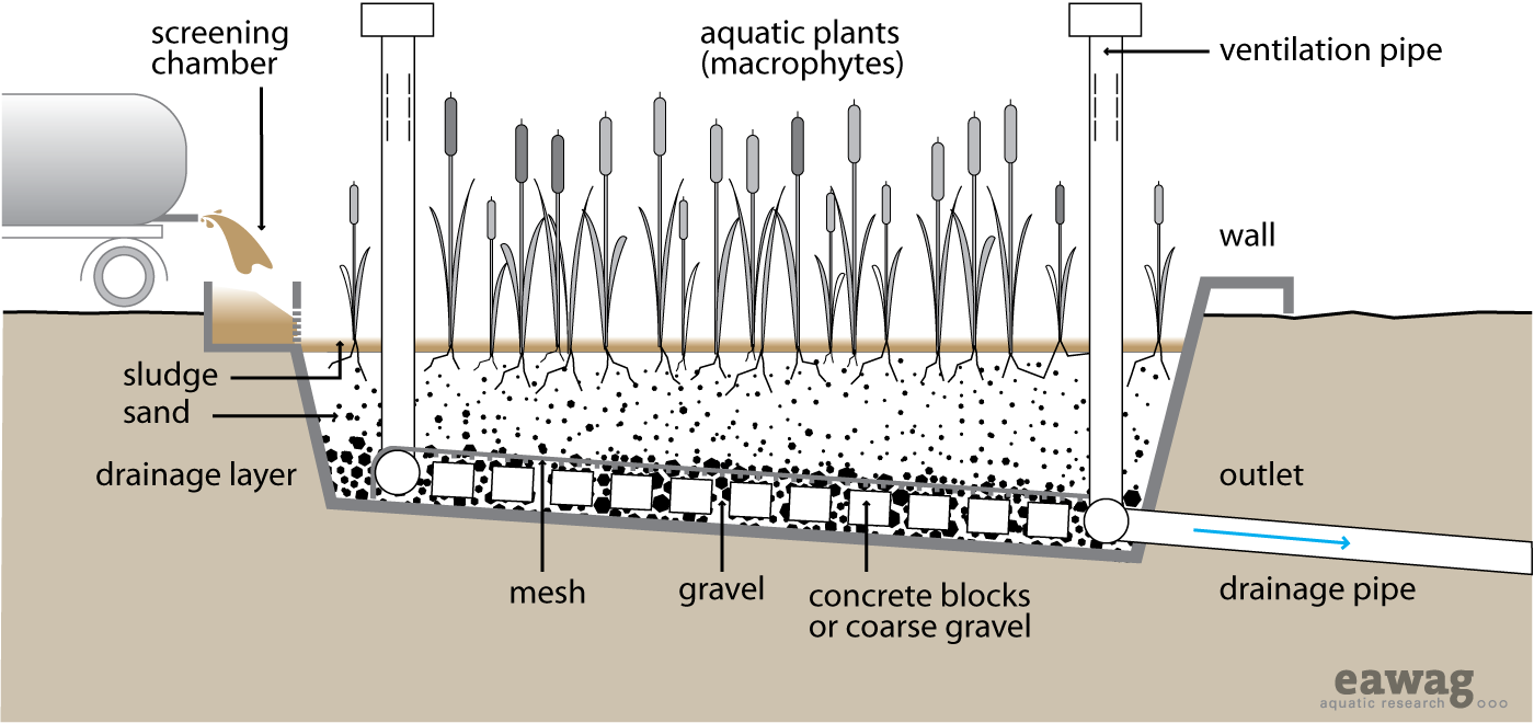 Planted Drying Beds - Akvopedia